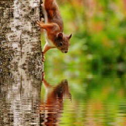 Marketing Fadwangles & Stopping Squirrel Chasers - Nick Jervis